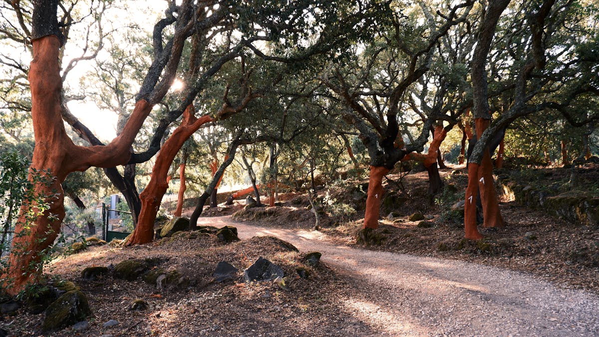 Sunlight filtering through cork oak trees in the Alentejo region