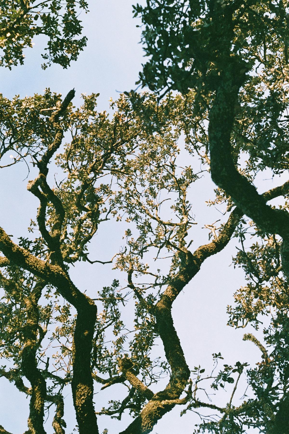 Sunlight streaming through a canopy of cork trees