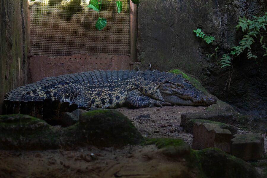 Large crocodile lying still in an indoor zoo enclosure with greenery