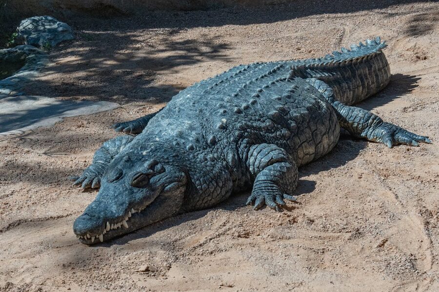 Large crocodile basking in sunlight on sand in a zoo enclosure