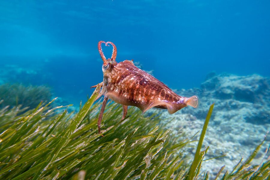 Close-up of a cuttlefish swimming above seagrass in the clear waters of Mallorca