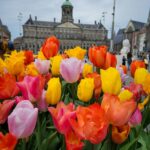 Colorful tulips in bloom with the Royal Palace of Amsterdam in the background on Dam Square