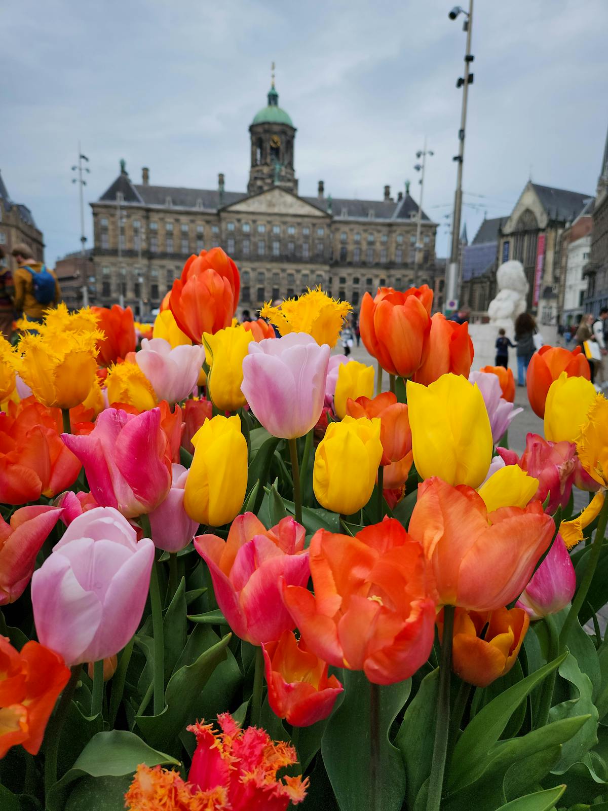 Colorful tulips in bloom with the Royal Palace of Amsterdam in the background on Dam Square