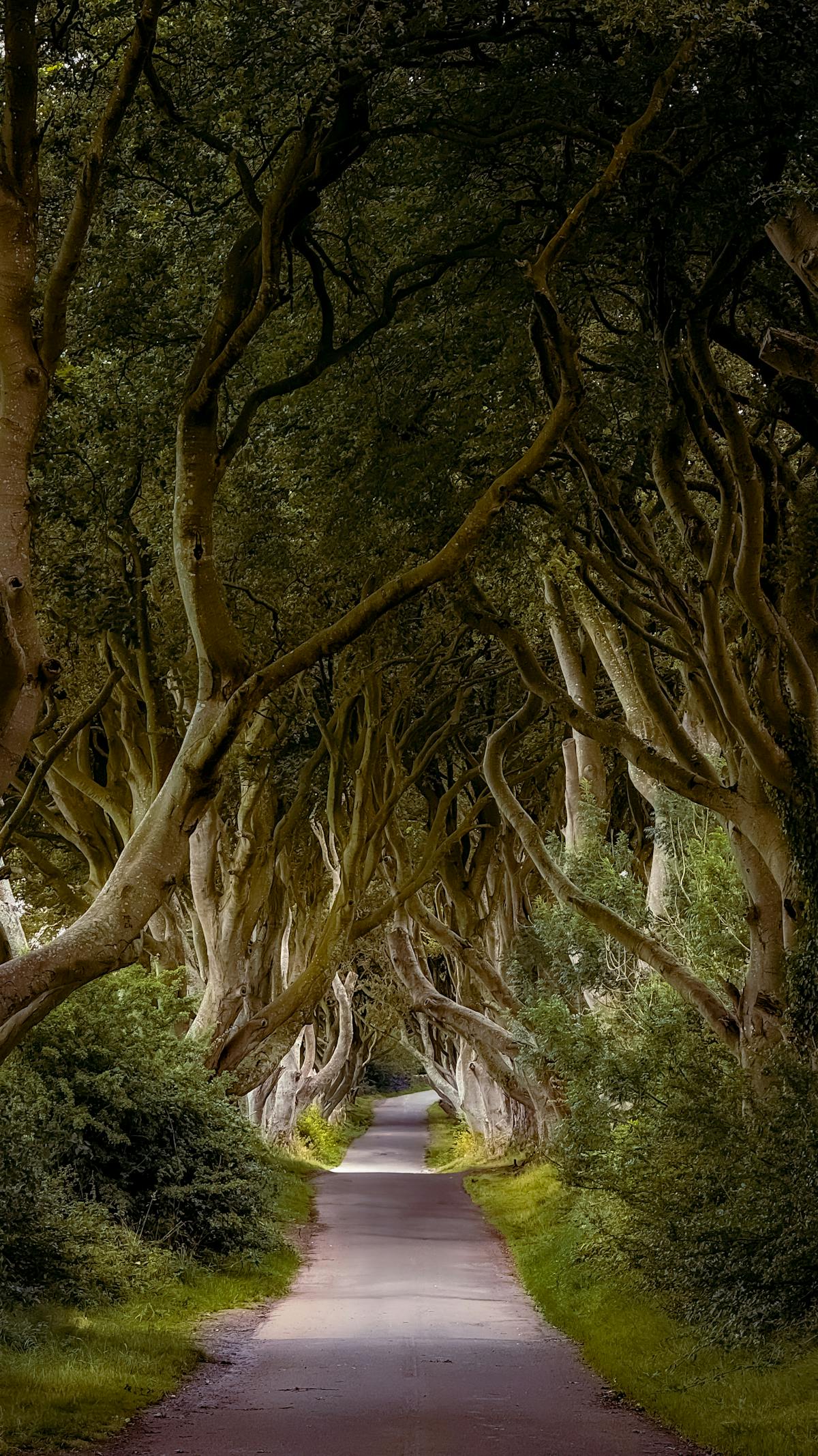 Iconic beech trees forming a natural tunnel at the Dark Hedges in County Antrim