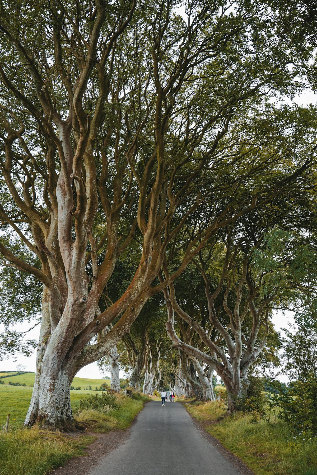 Scenic view of beech trees along the Dark Hedges road in Northern Ireland