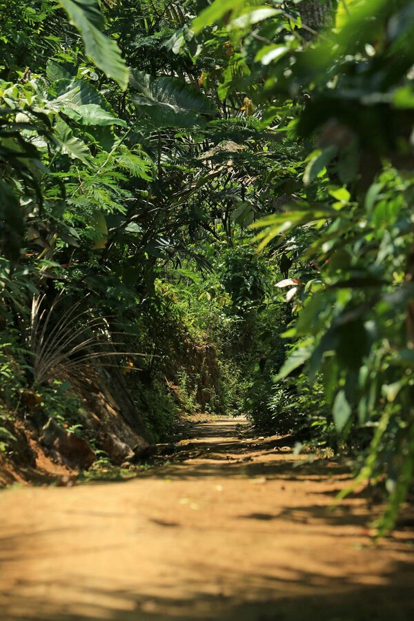 Sun-dappled dirt path running through thick tropical plants and trees