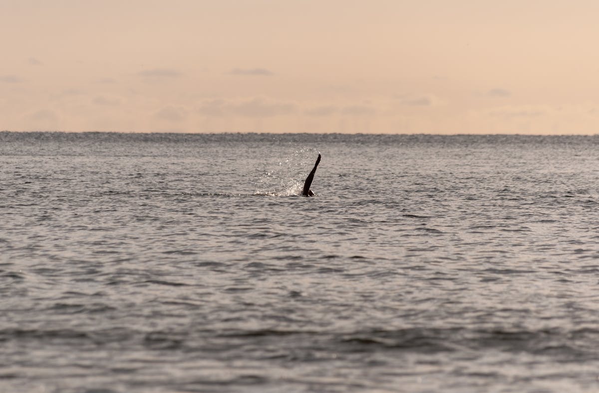 A dolphin fin breaking the calm ocean surface during sunset
