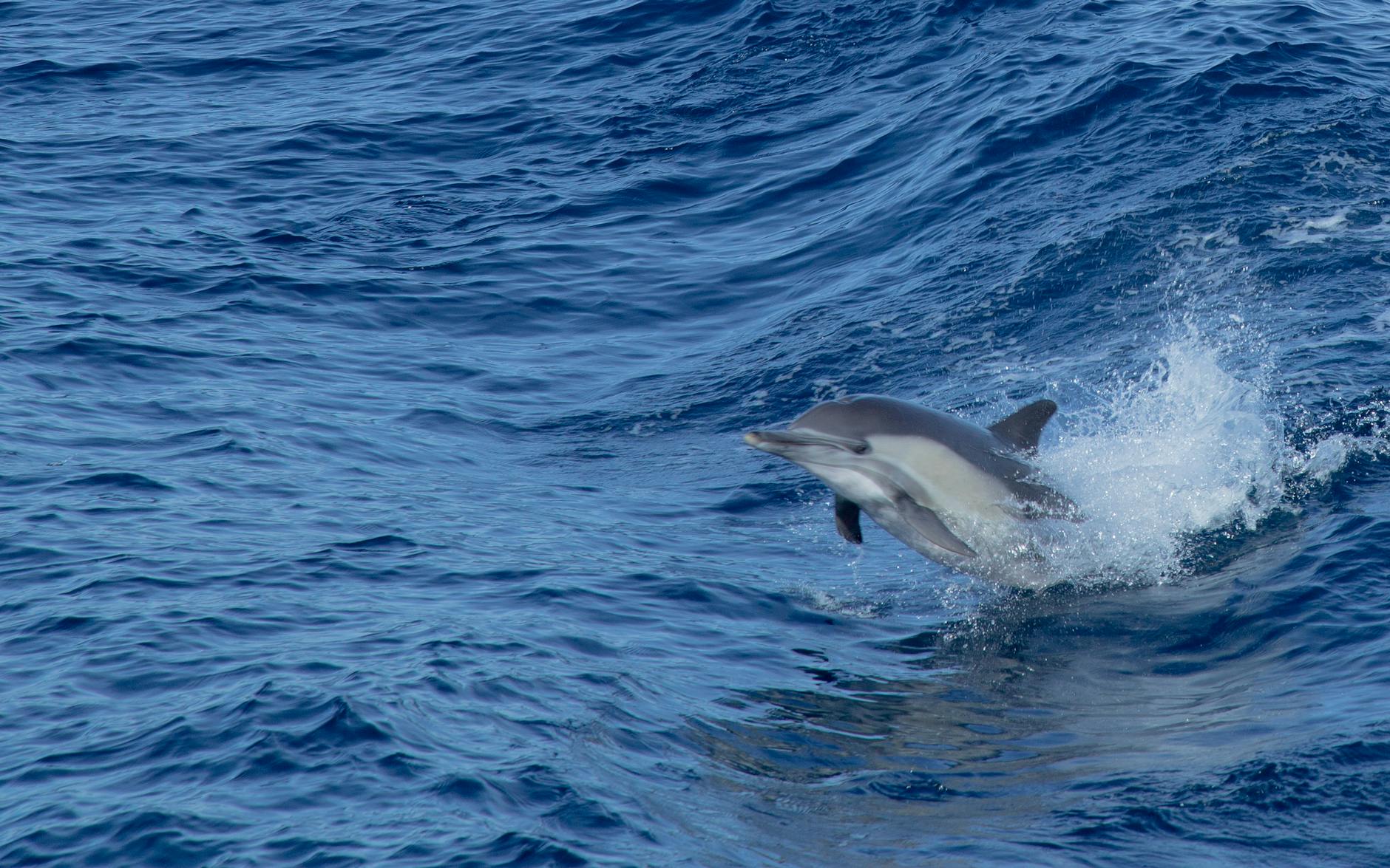 Dolphin jumps through bright blue ocean waves