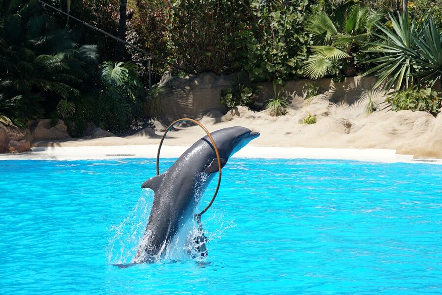 A dolphin leaps through a hoop in a pool during an entertaining aquatic show