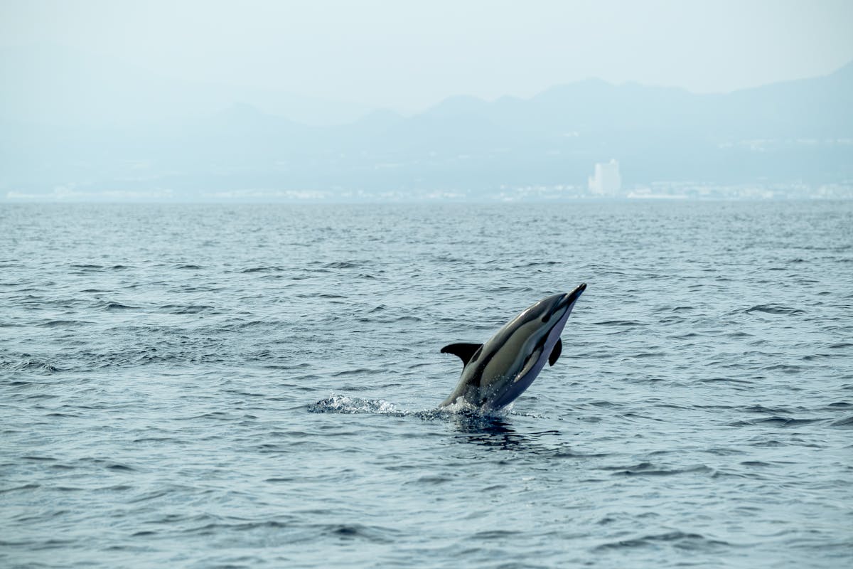Dolphin leaping from ocean silhouetted against mountains