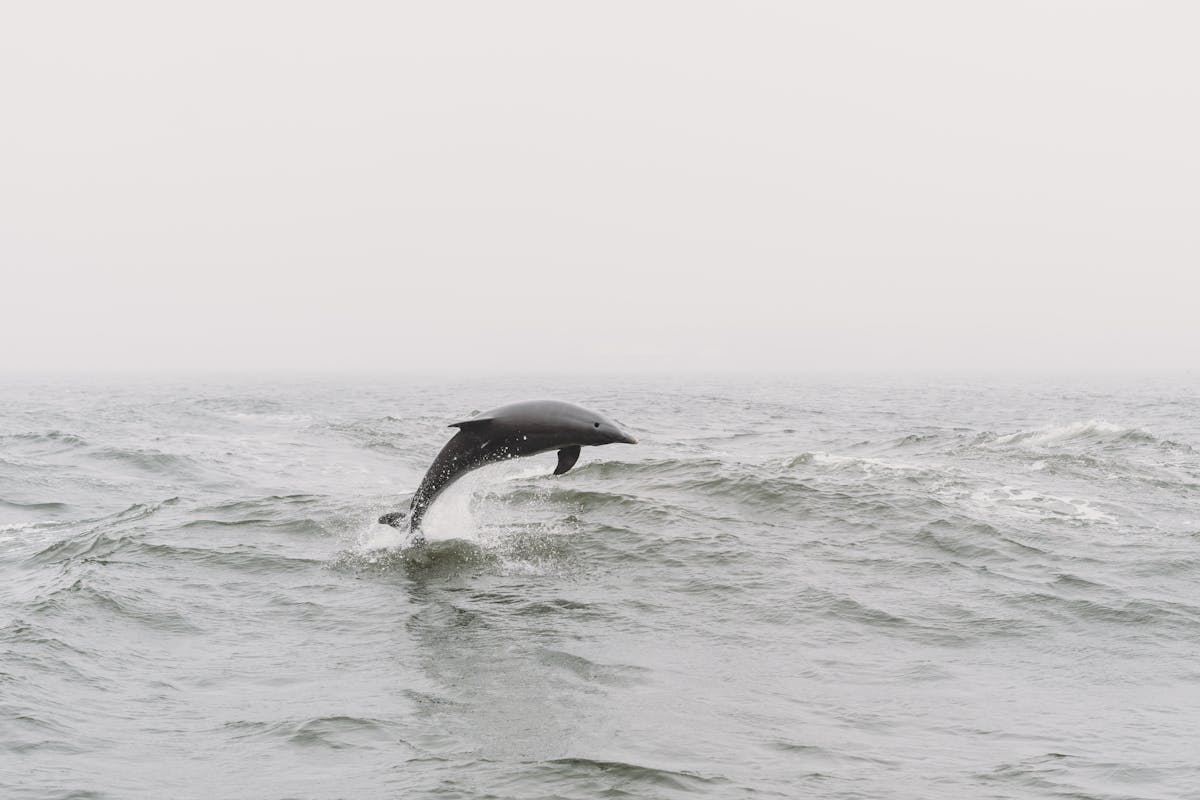 A dolphin leaps gracefully above the ocean waves