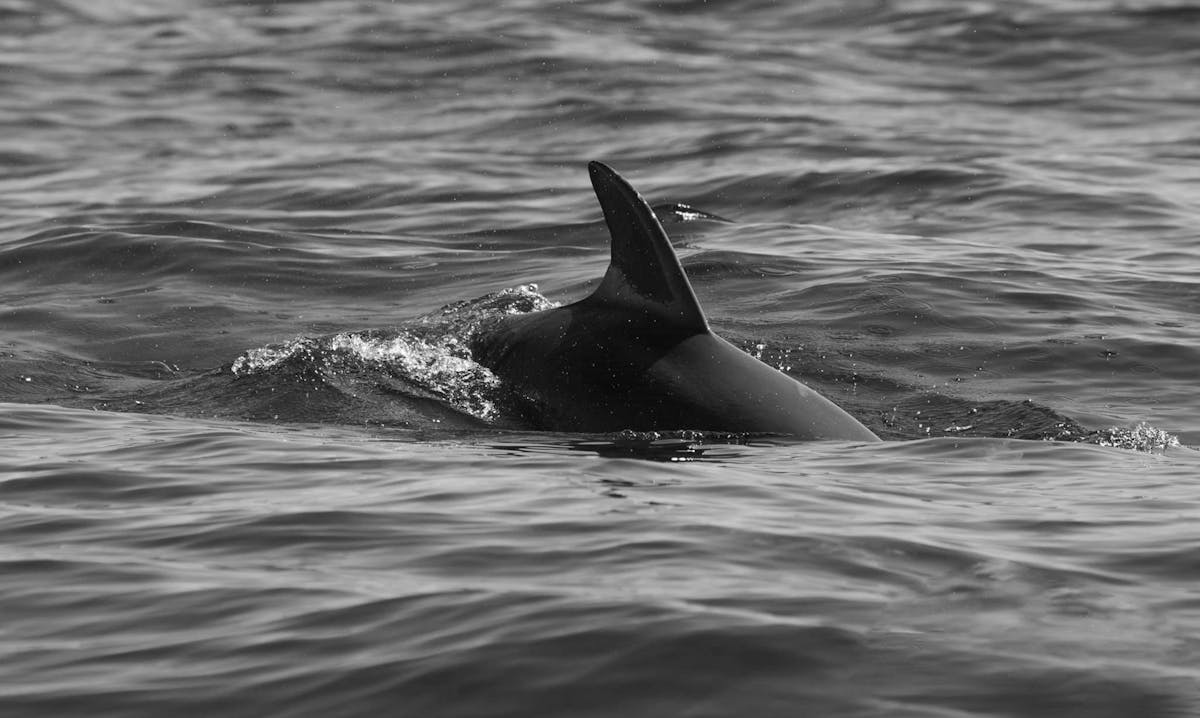 A dolphin fin gracefully pierces the ocean surface