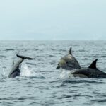 Dolphins jumping out of the open ocean water