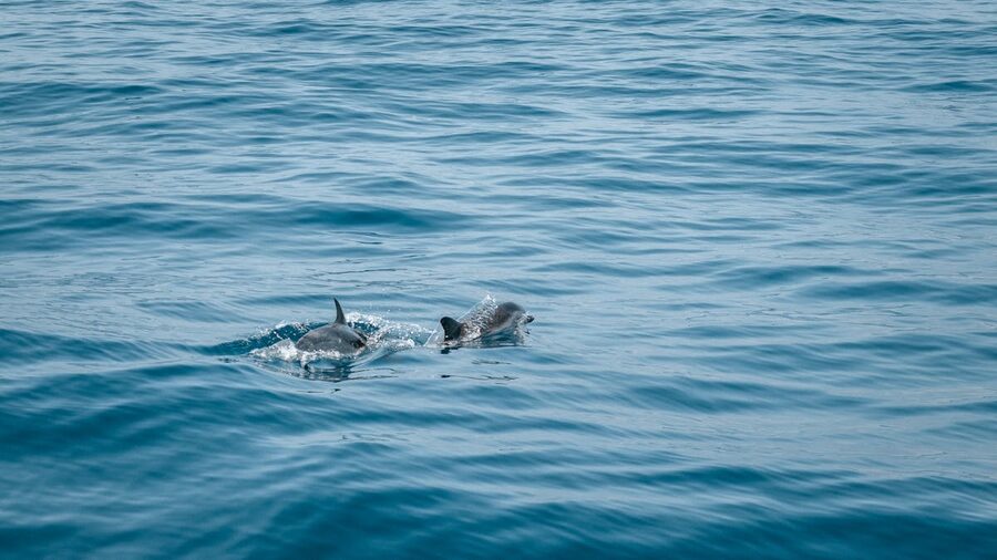 Dolphins swimming gracefully in the clear waters of the Atlantic Ocean