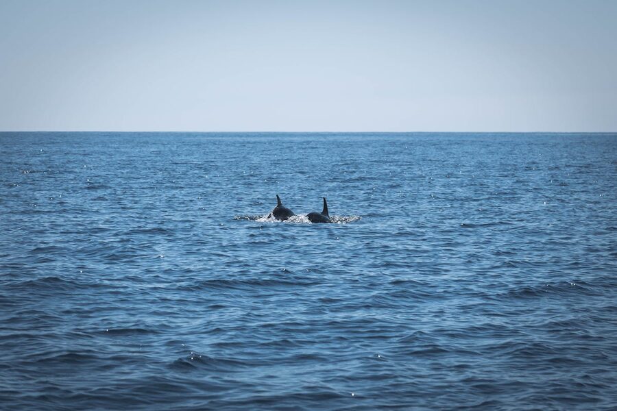 Two dolphins swimming in the Atlantic Ocean
