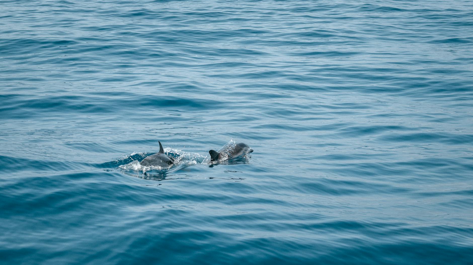 Dolphins swimming gracefully through clear Atlantic waters