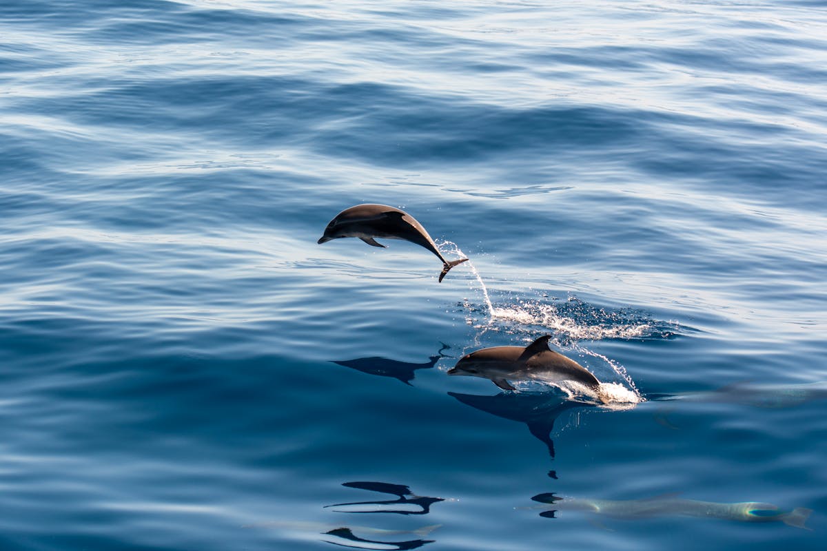 Dynamic shot of dolphins jumping above the ocean showcasing their agility