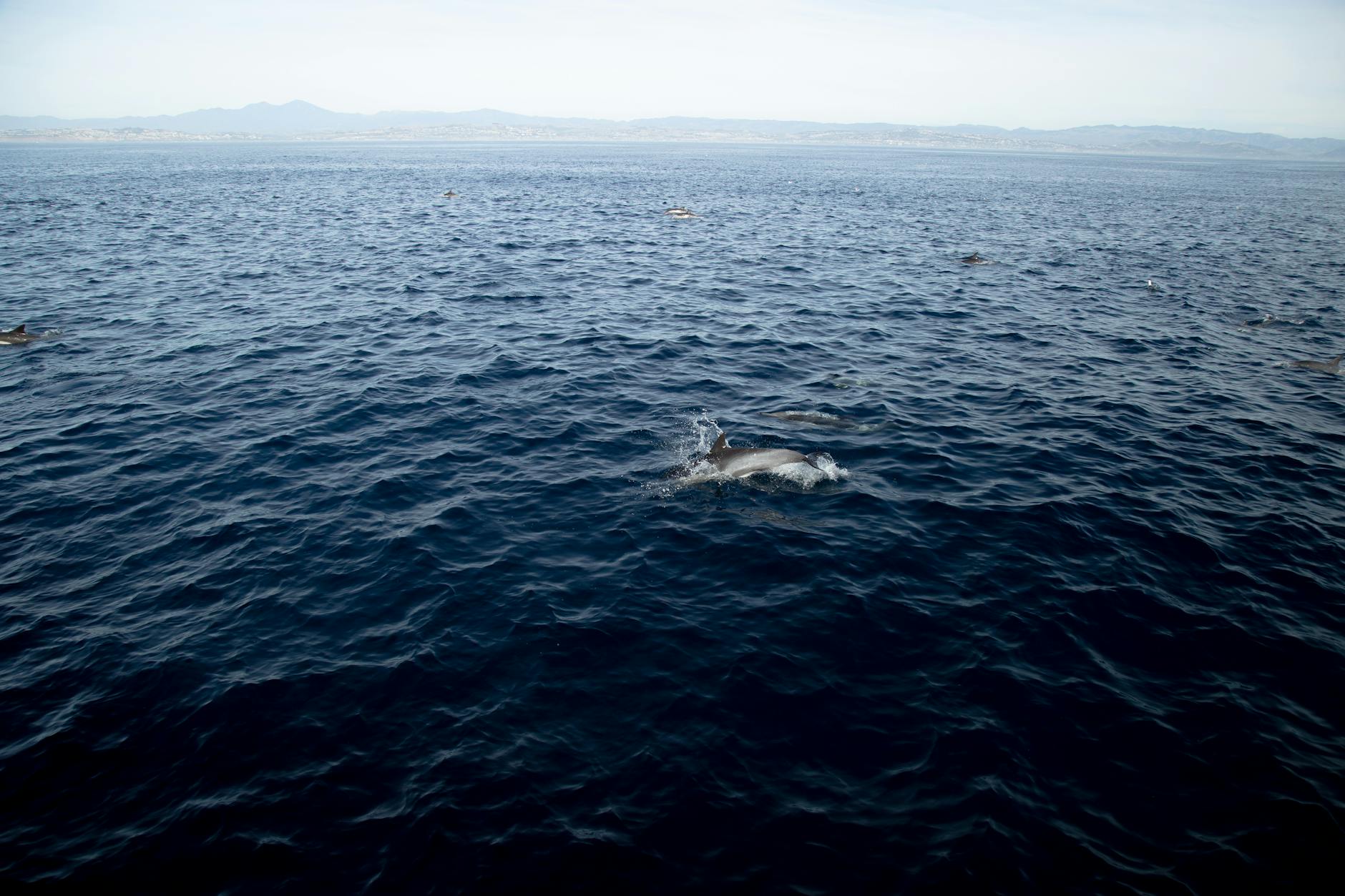 Dolphins leaping and jumping in the open ocean with sunlight reflecting off the water