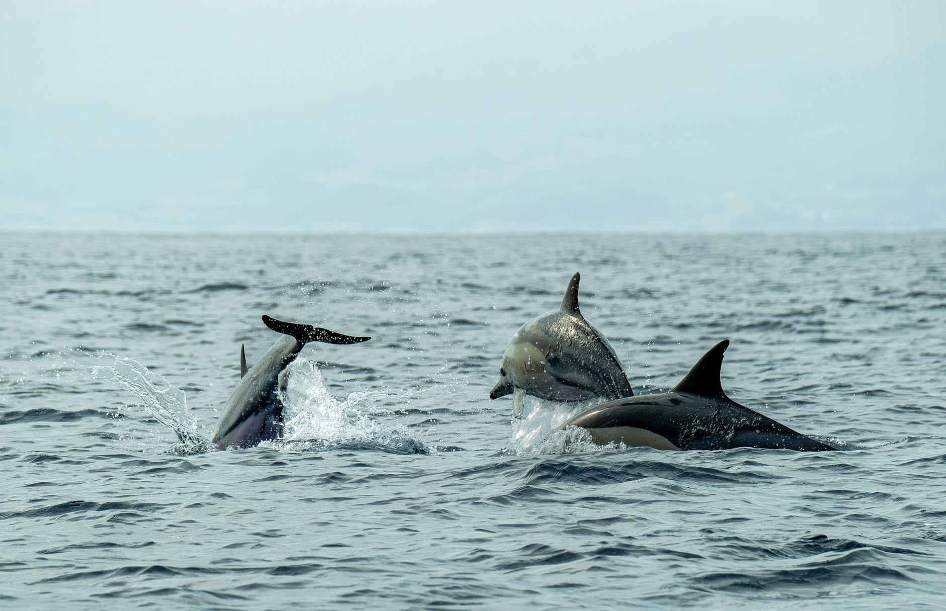 Playful dolphins jumping and swimming in the open sea