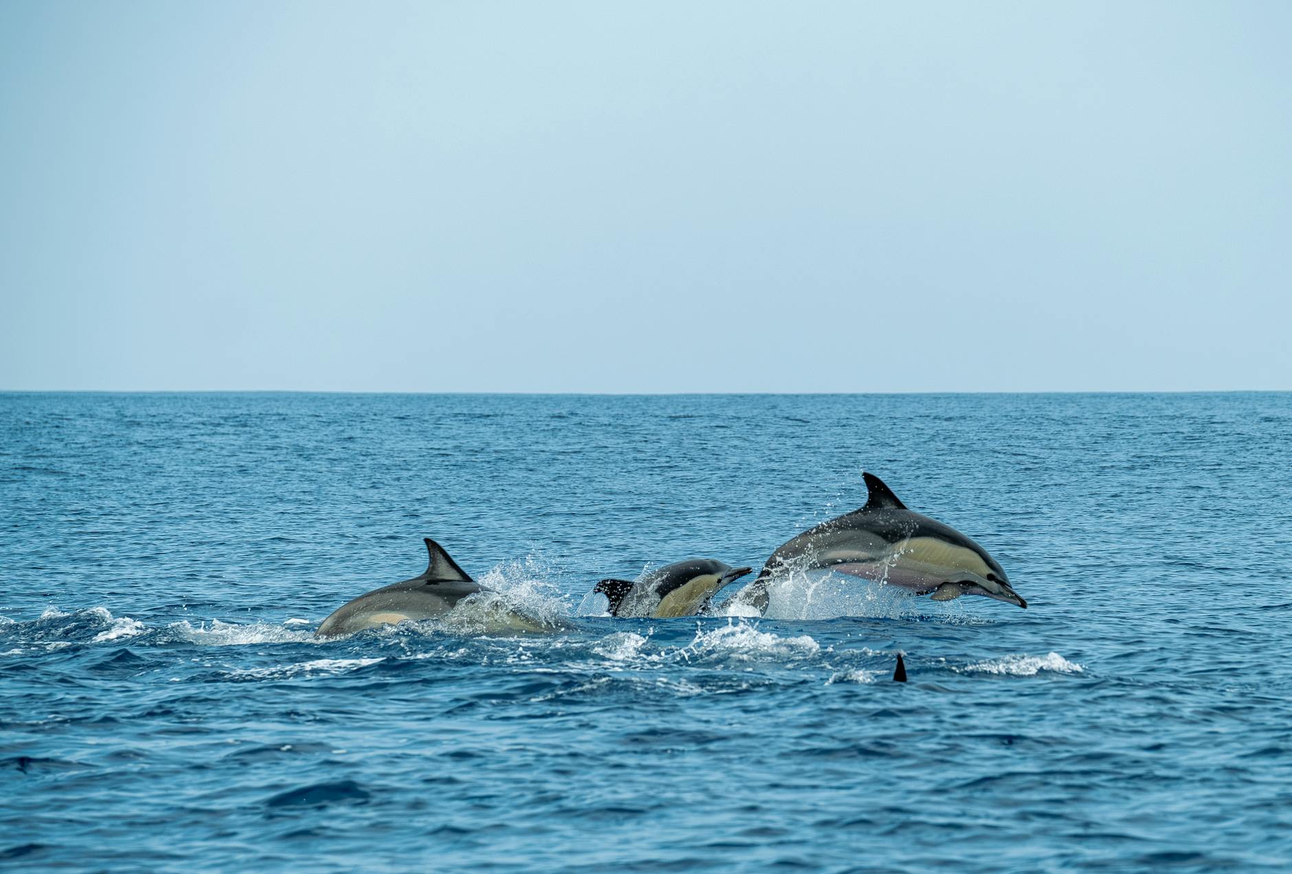 Dolphins joyfully leaping through ocean waves under clear sky