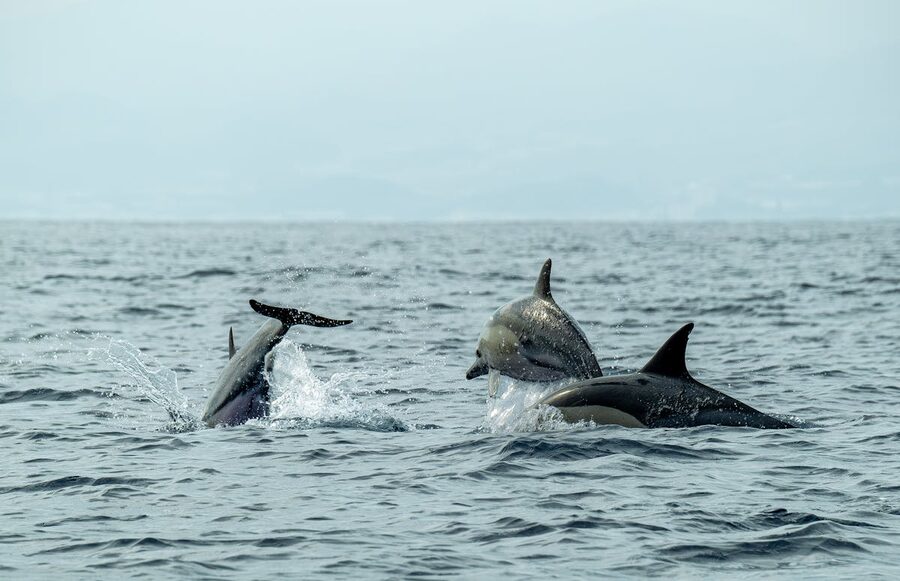 Playful dolphins jumping and swimming in the open sea with clear blue water