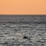 Silhouette of dolphins swimming in the ocean against an orange sunset sky near Lanzarote