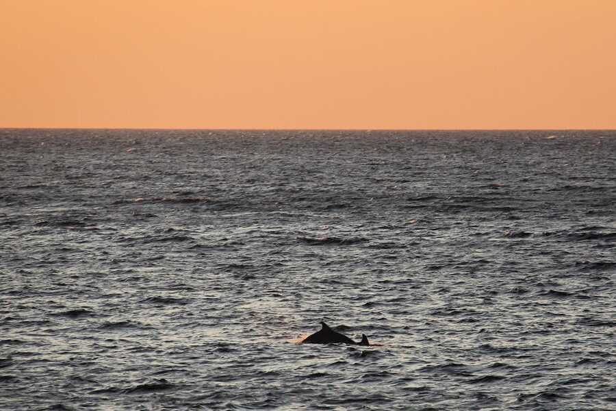 Silhouette of dolphins swimming in the ocean against an orange sunset sky near Lanzarote