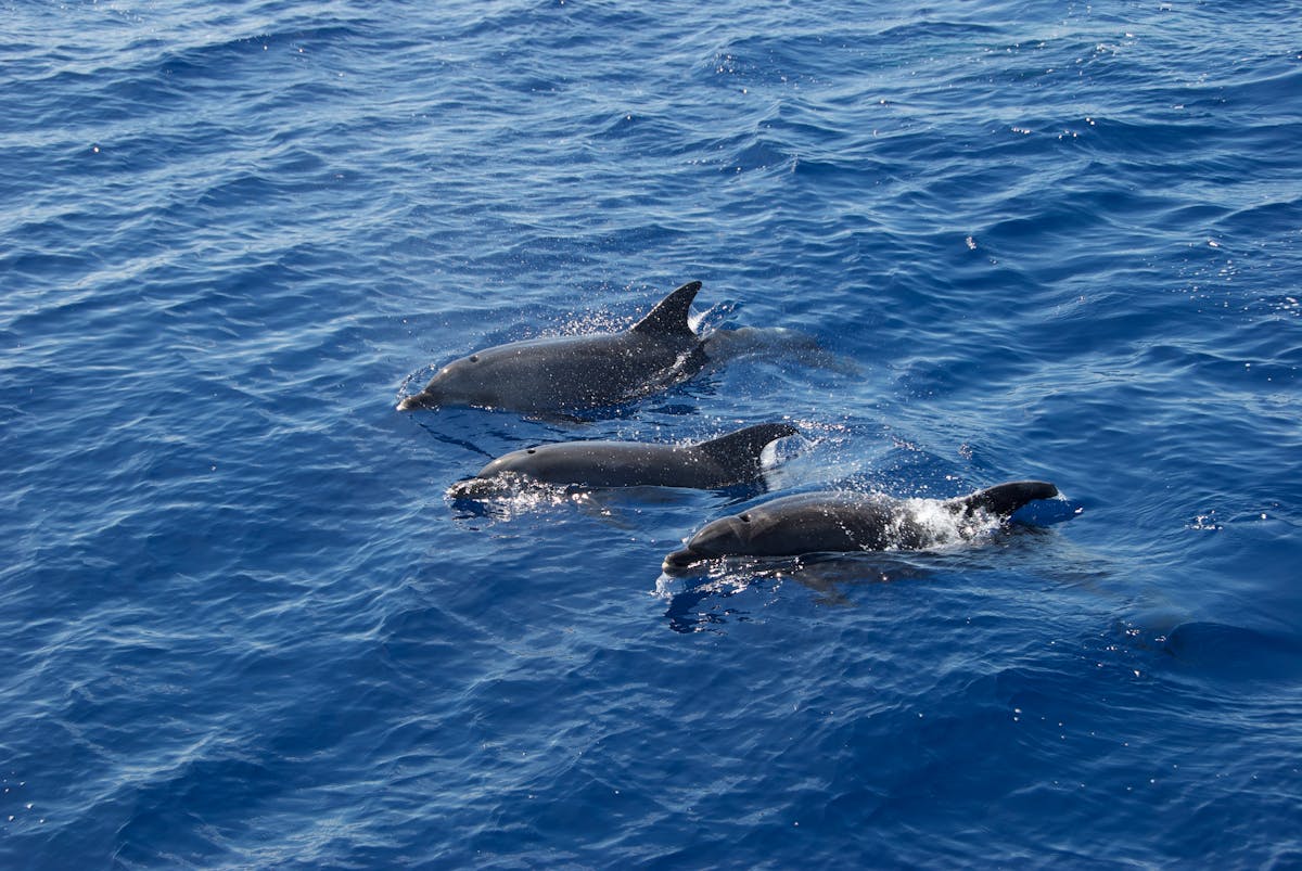 Dolphins swimming together in blue ocean water