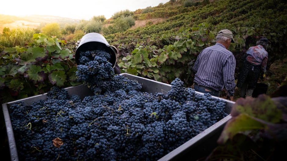 Grape harvest in the Douro Valley wine region of Portugal