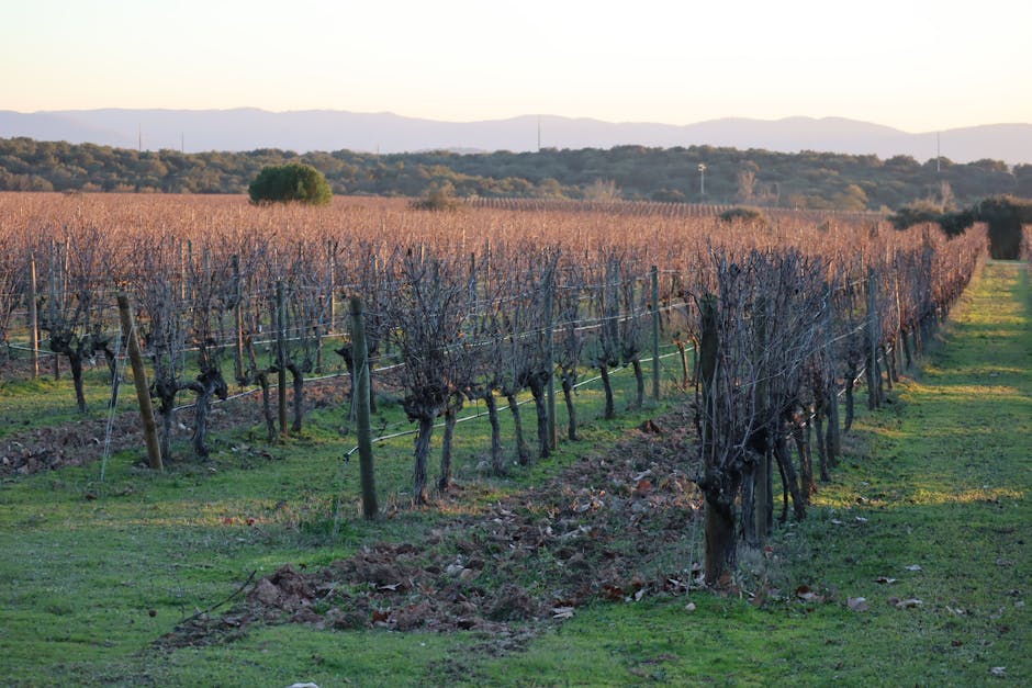 Rows of grapevines at sunrise in a Portuguese vineyard