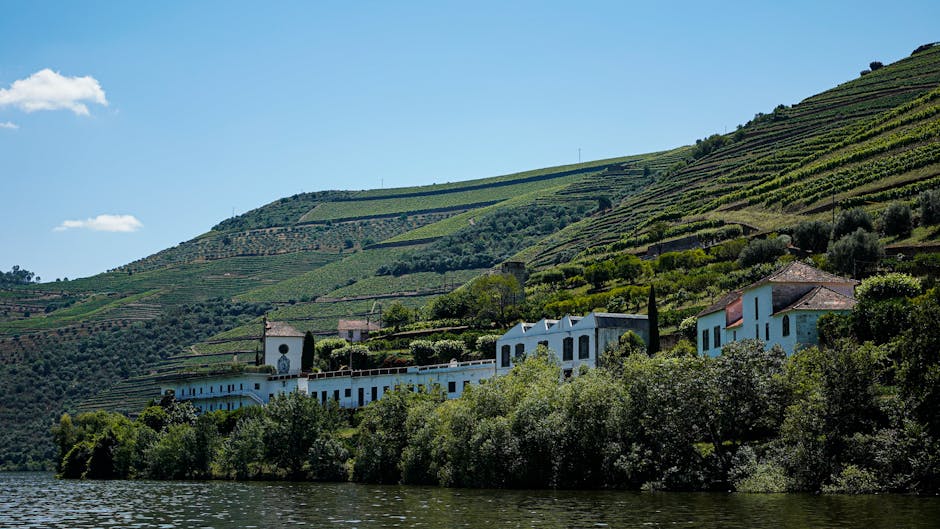 Hillside vineyards overlooking the Douro River in Portugal