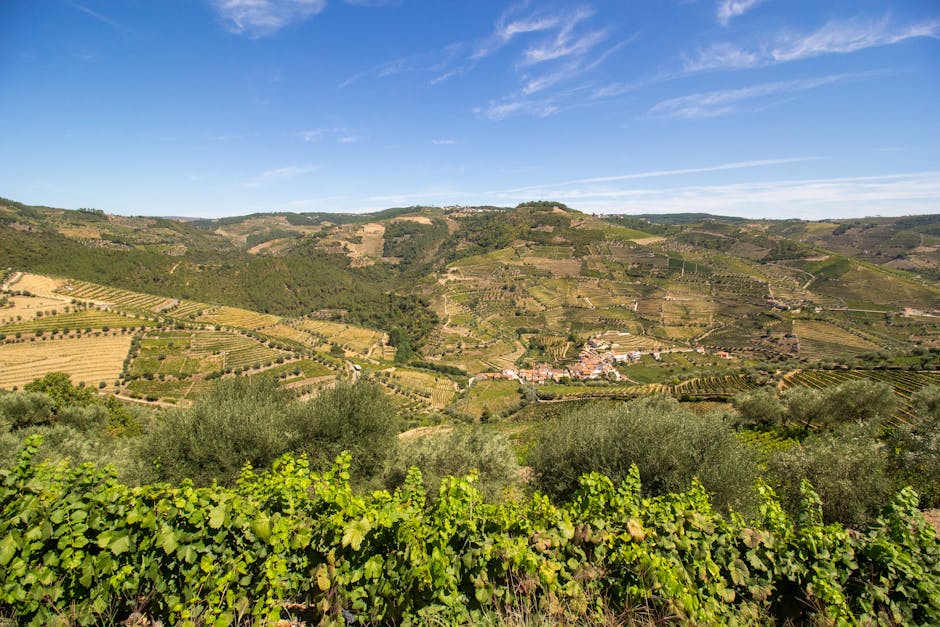 Vineyard landscape near Peso da Regua in the Douro Valley