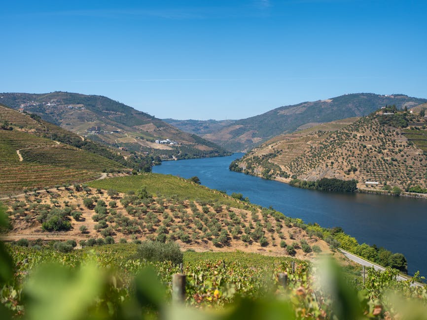 Terraced vineyards along the Douro River in northern Portugal