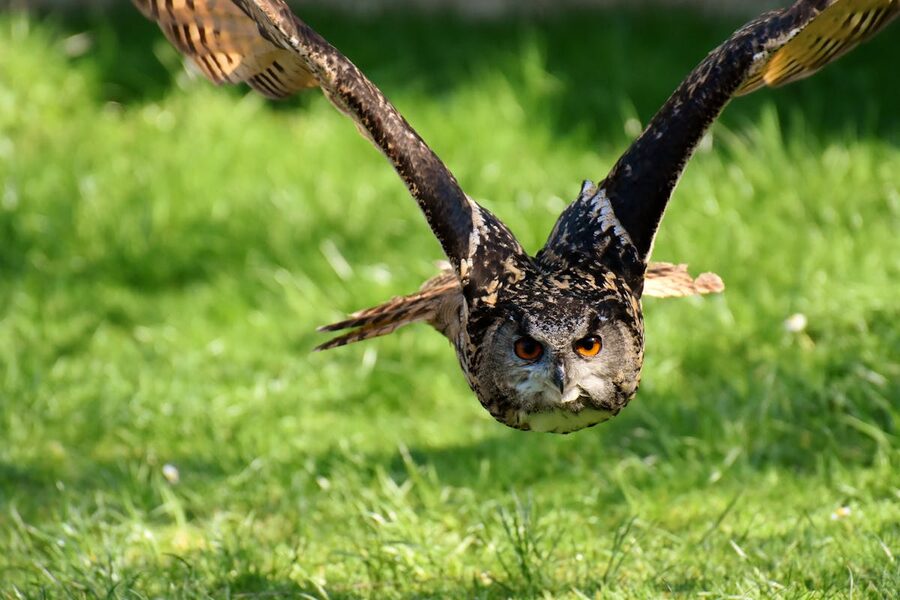 Eurasian eagle owl gliding low over a grassy field with outstretched wings