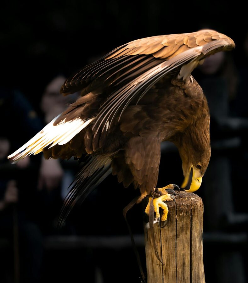 Majestic eagle standing on a post with its large wings spread wide