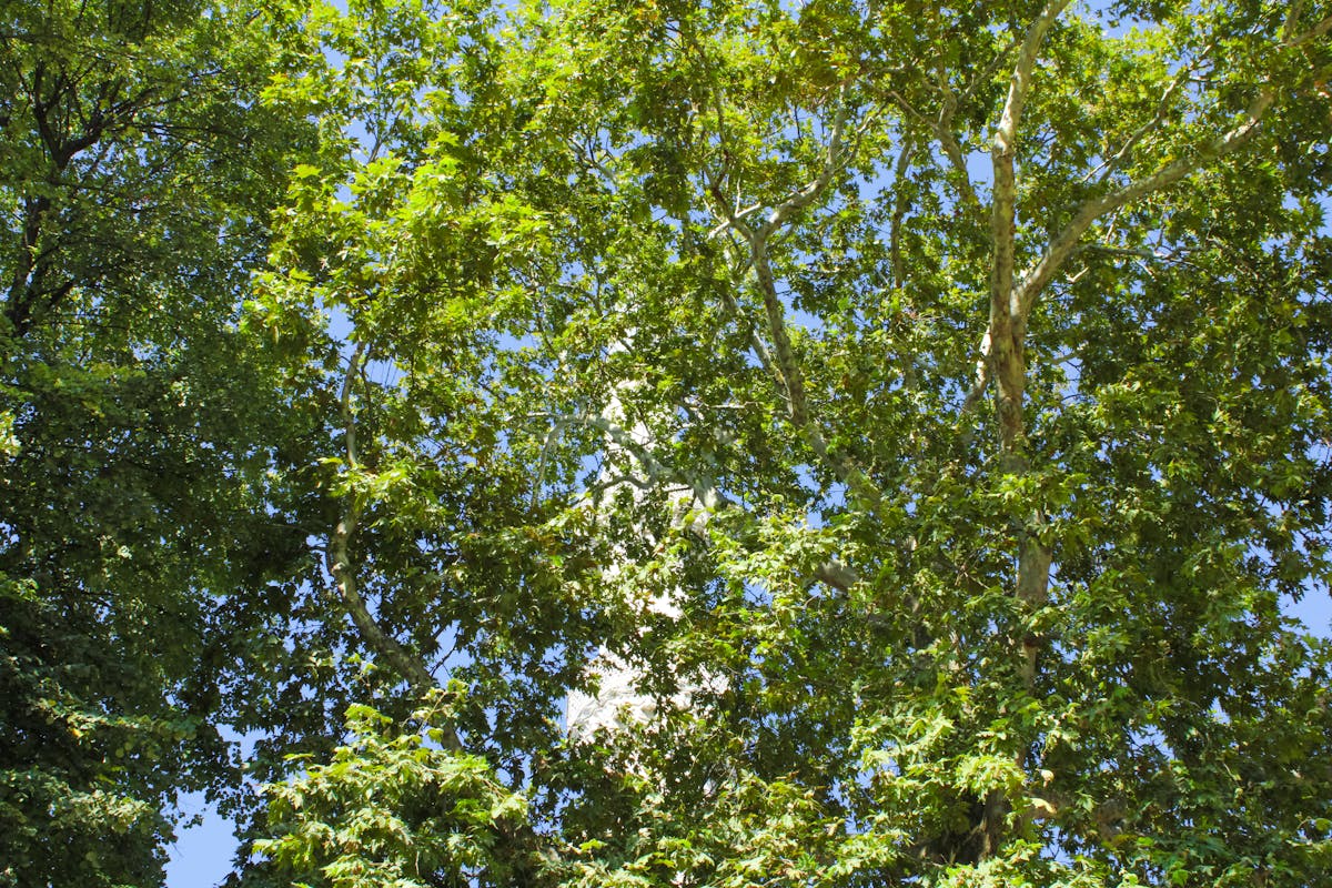 The Eiffel Tower seen through lush green trees on a sunny day