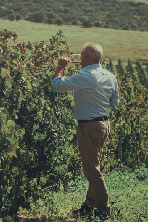 Elderly man savoring wine in a lush vineyard in Alghero, Sardinia, Italy.