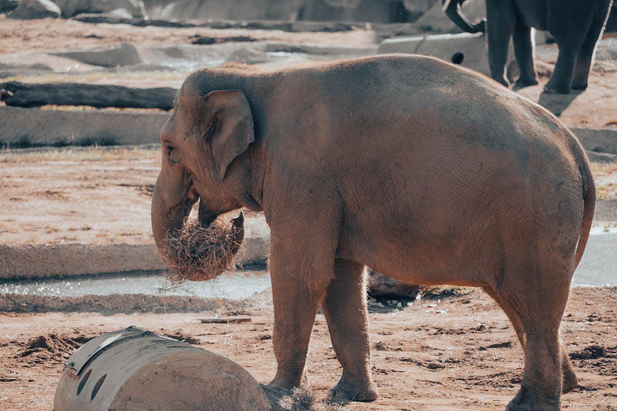 Asian elephant enjoying hay in an outdoor zoo enclosure