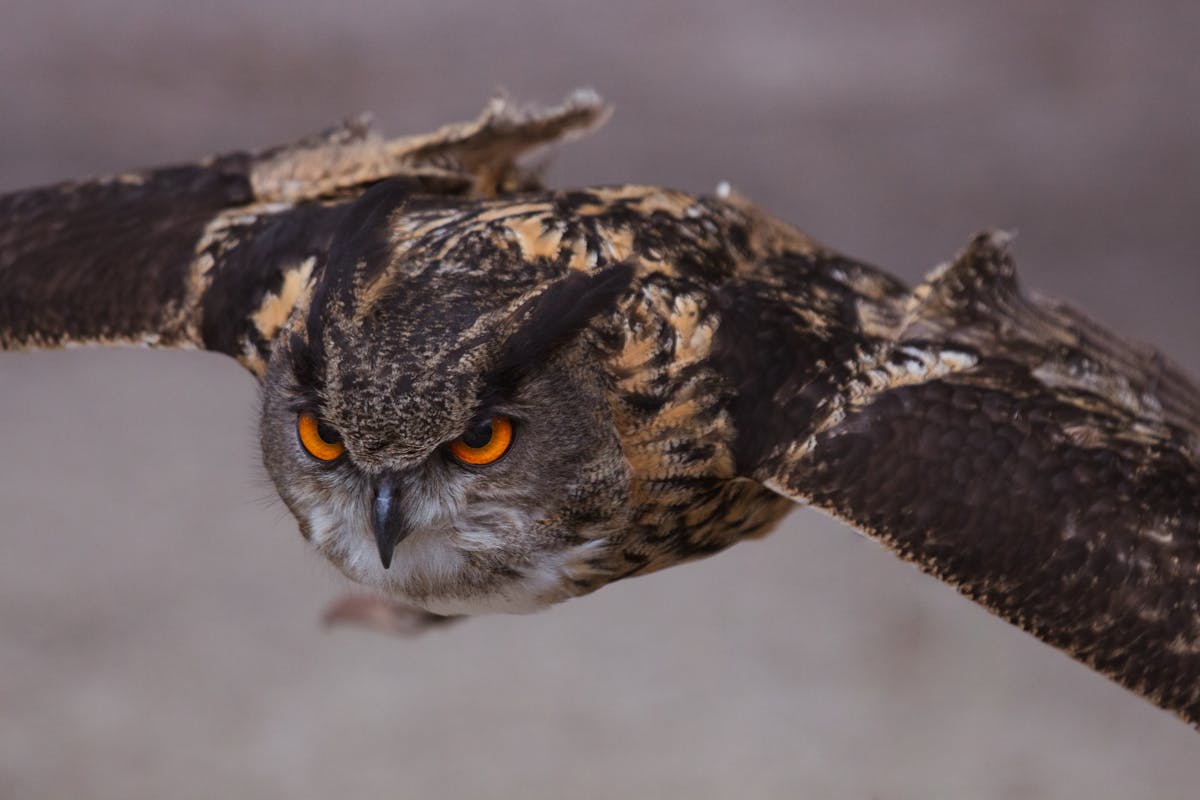 Eagle owl flying low with wings spread and piercing orange eyes