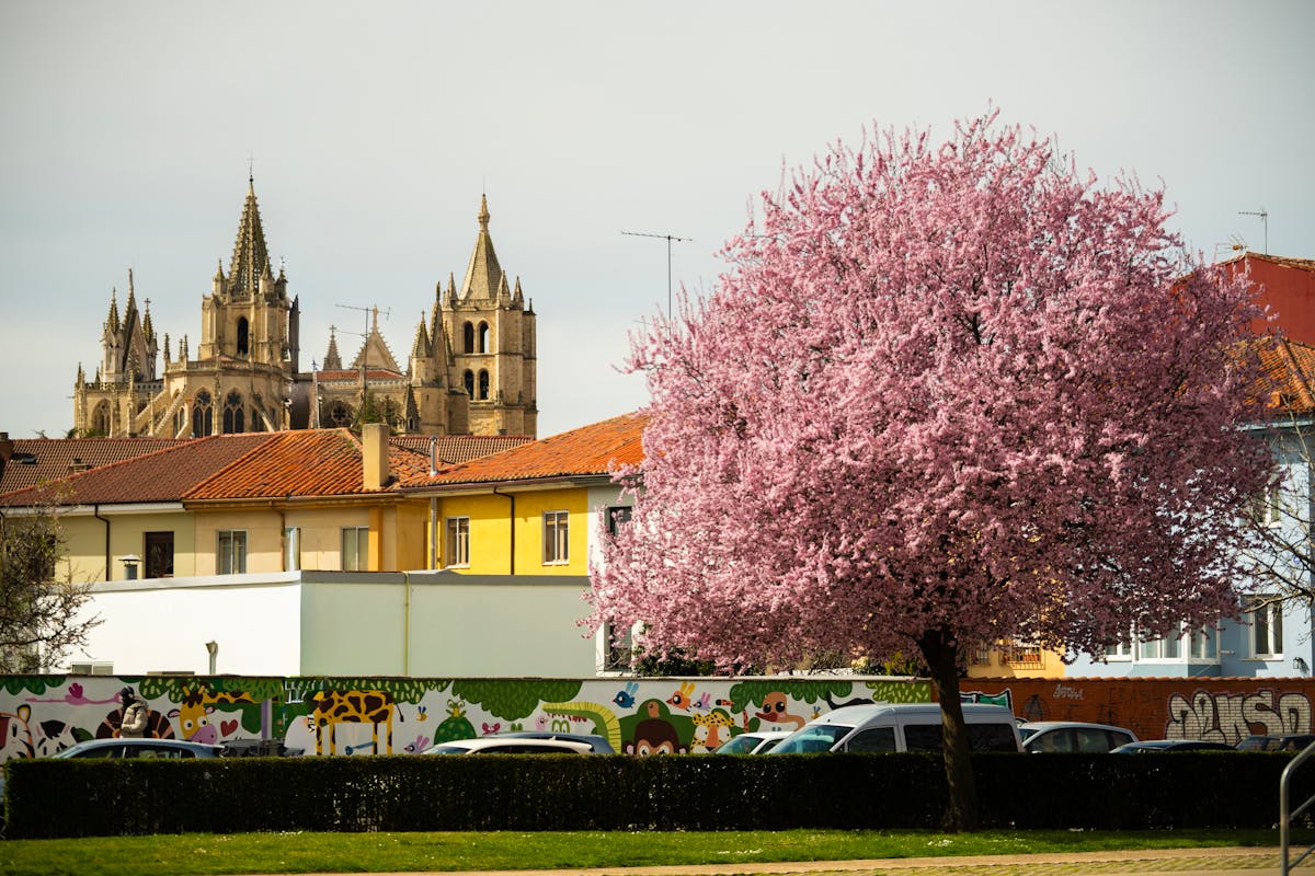 Évora Cathedral framed by blooming trees in springtime