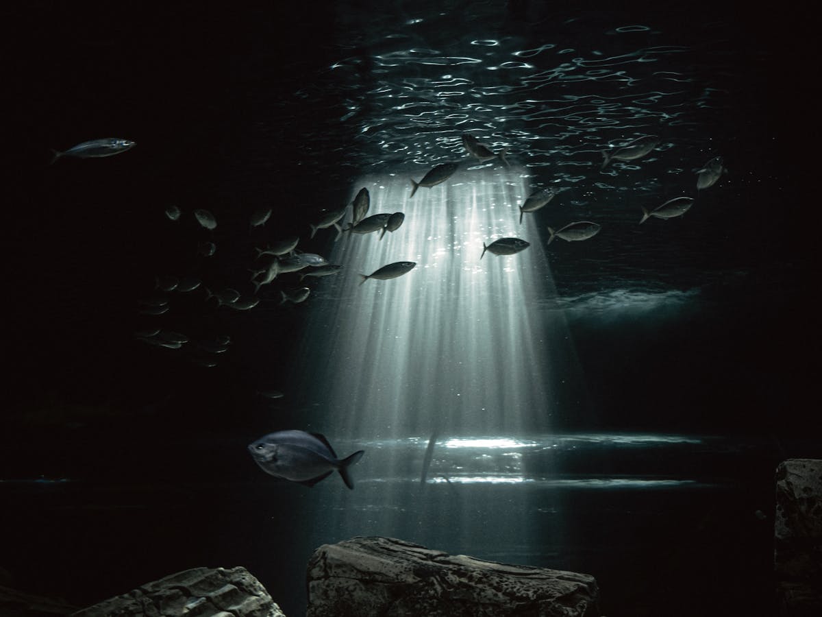 Silver fish swimming through beams of light in a mesmerizing underwater view