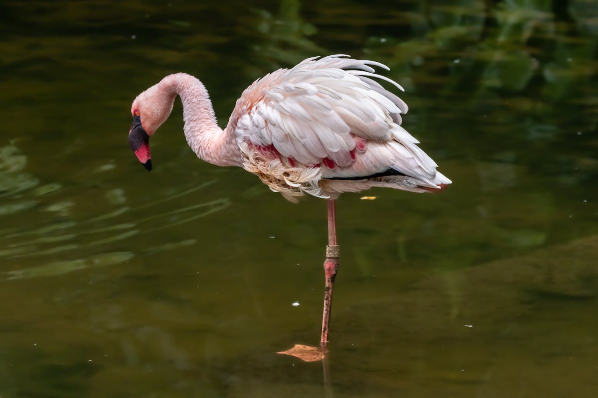 Flamingo balancing on one leg in water