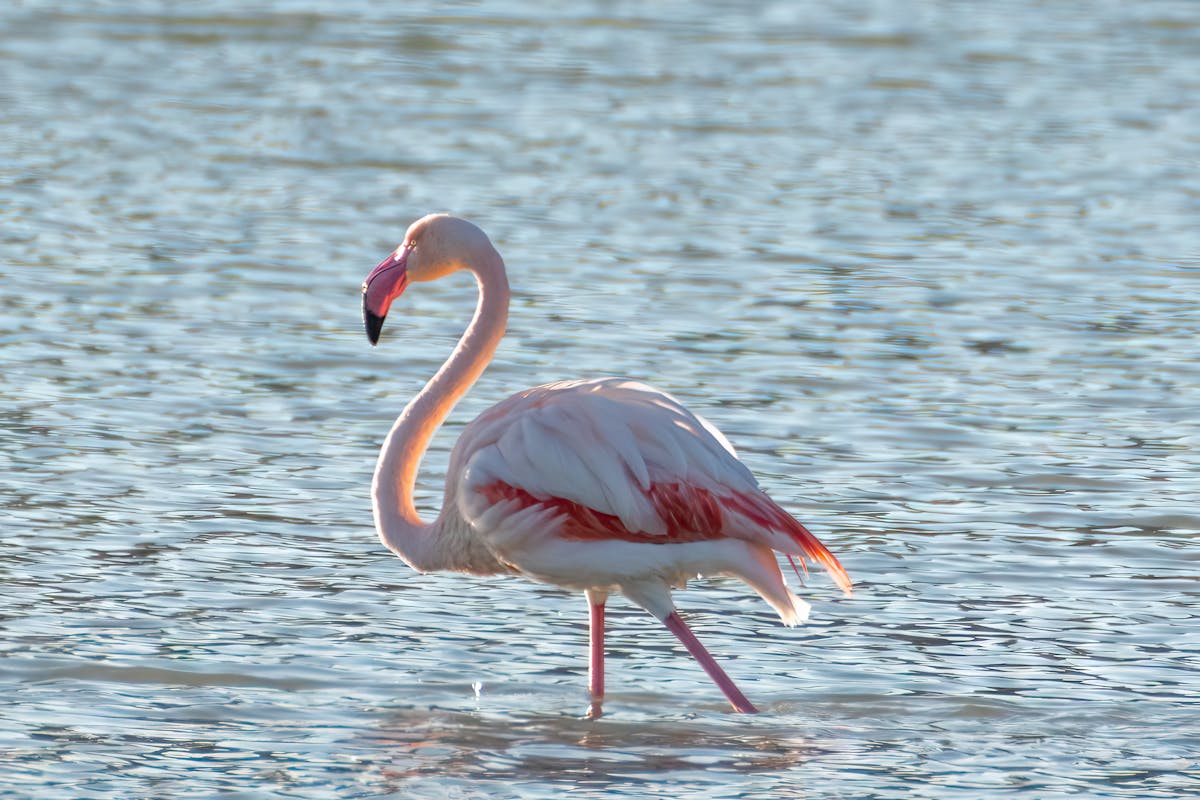 Greater flamingo wading in serene water