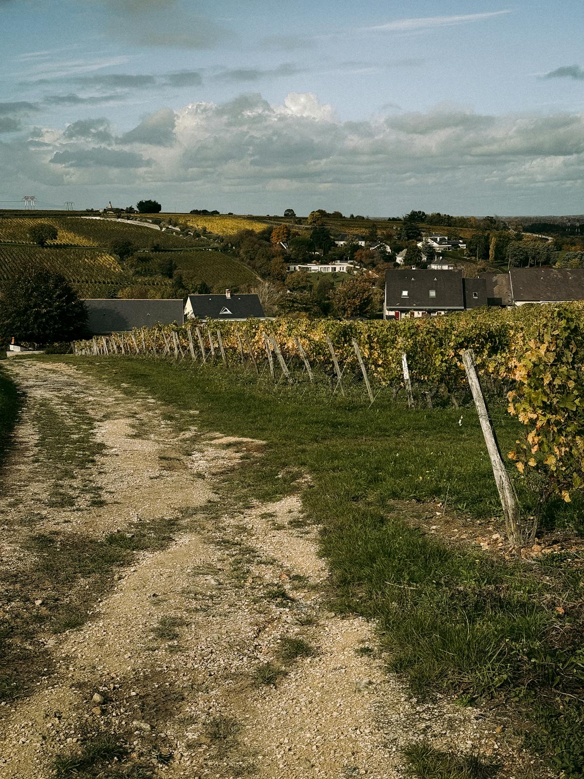 Scenic view of vineyards in France during autumn with rural landscape