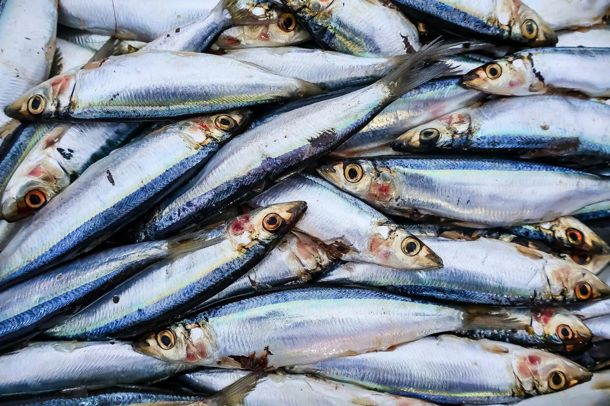 Fresh sardines stacked at a market display in Malaga