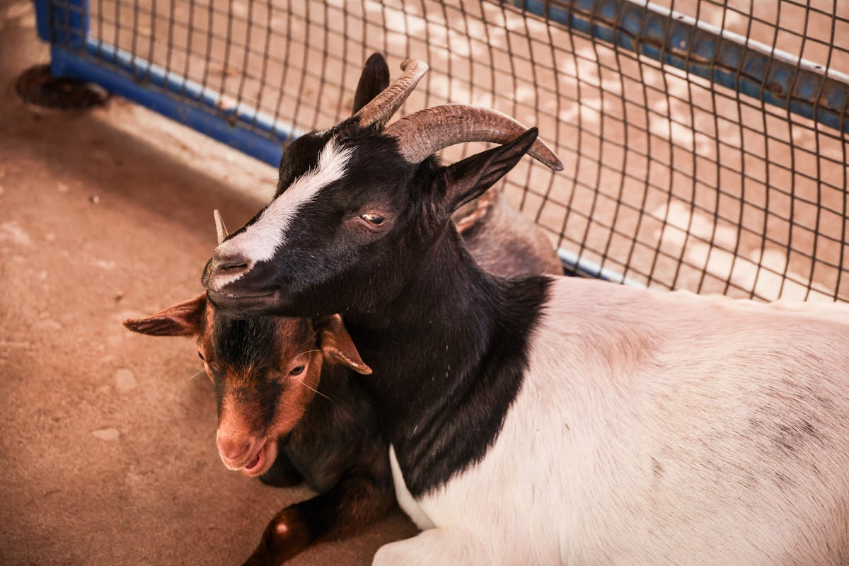 Two goats resting on a sunny traditional farm
