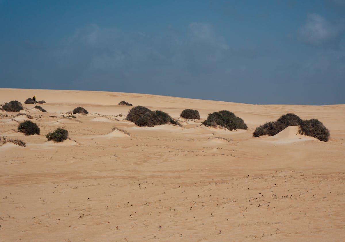 Sandy dunes and sparse vegetation under clear skies in the Canary Islands