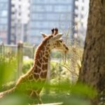 Giraffe eating leaves with city buildings visible in the background