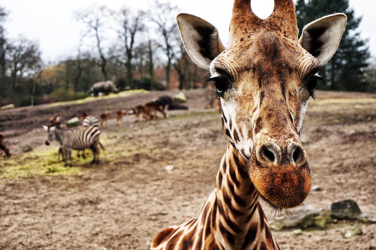 Giraffe and zebras at a zoo in the Netherlands