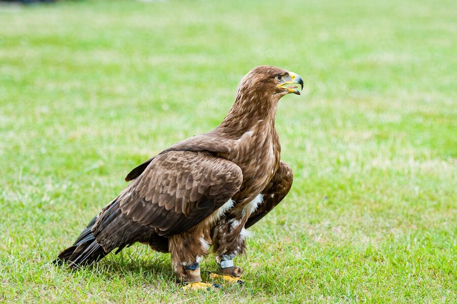 Close-up portrait of a golden eagle with golden-brown feathers and sharp eyes